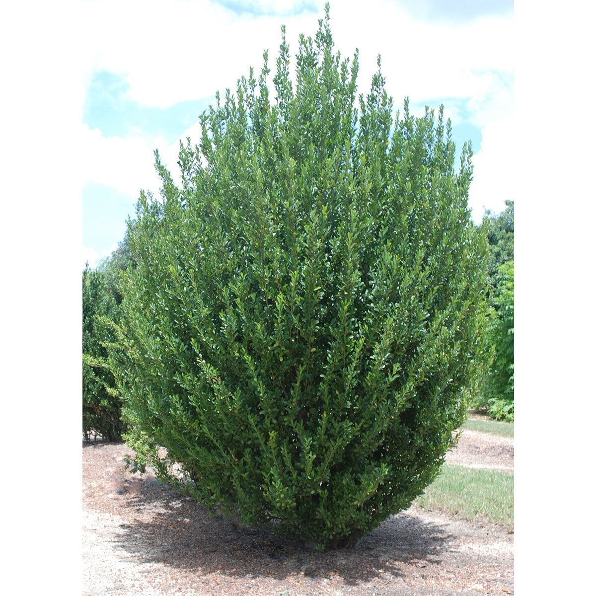 Ilex X Emerald Colonnade Holly | SiteOne US