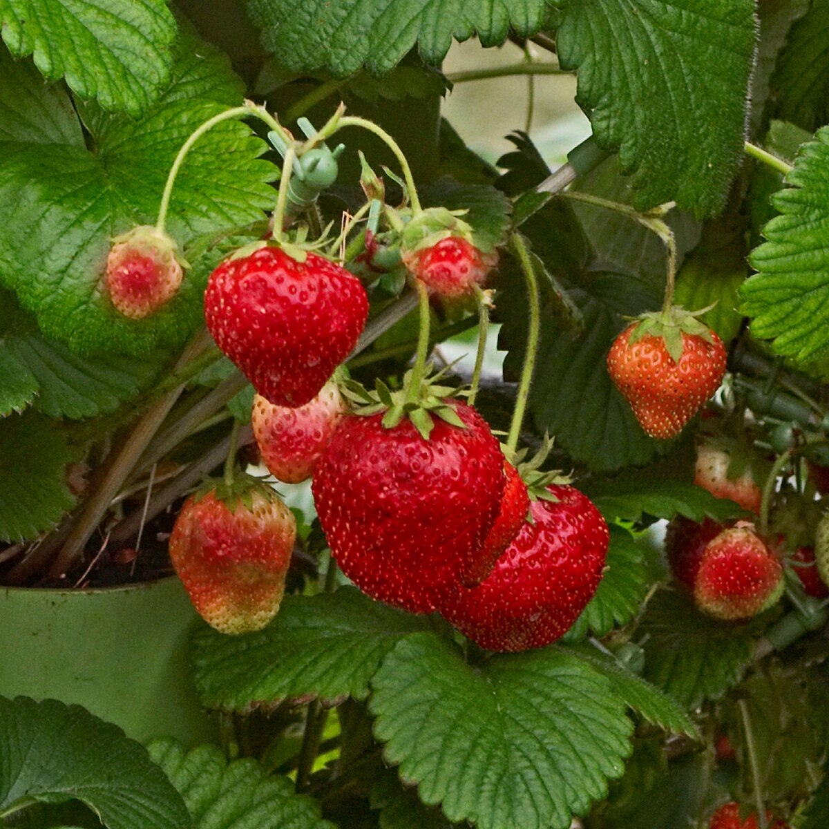 Fragaria X Ananassa Maxim Junebearing Strawberry | SiteOne