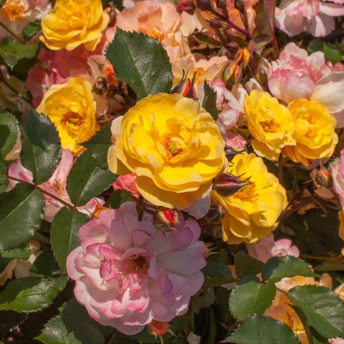 Rosa X Color Cocktail Shrub Rose | SiteOne