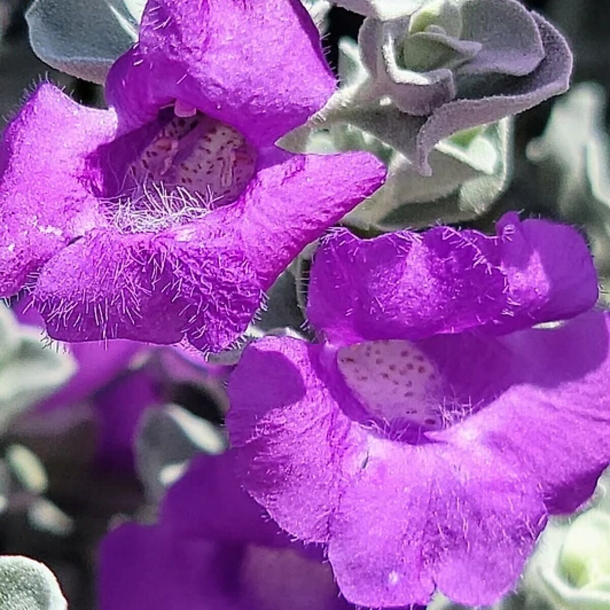 Leucophyllum Candidum Microburst Violet Silverleaf | SiteOne US