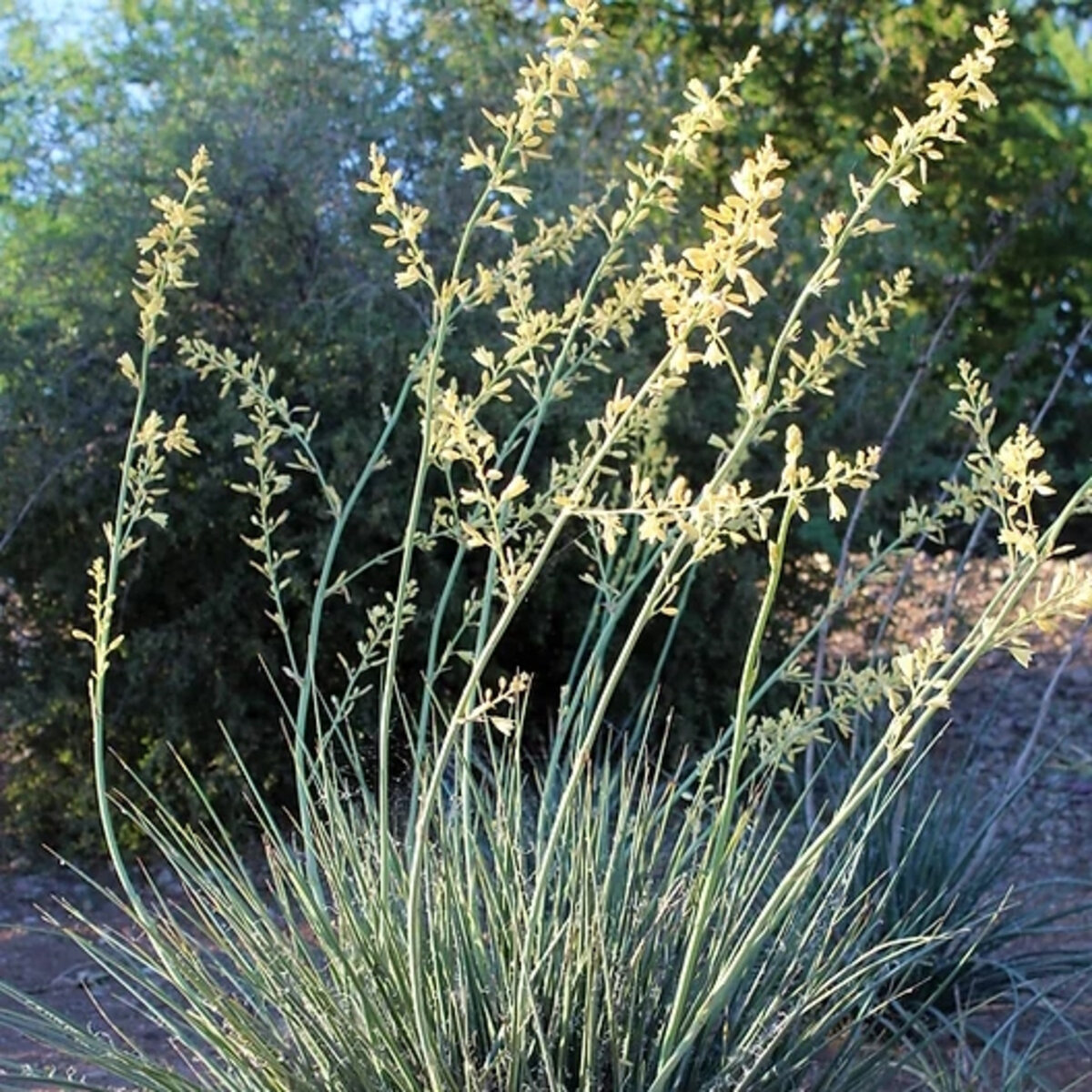 Hesperaloe parviflora Little Miss Sunshine Yellow Yucca | SiteOne US