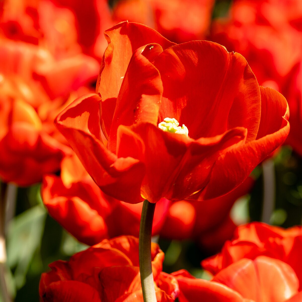 Tulipa Bulb Triumph Escape Tulip | SiteOne US