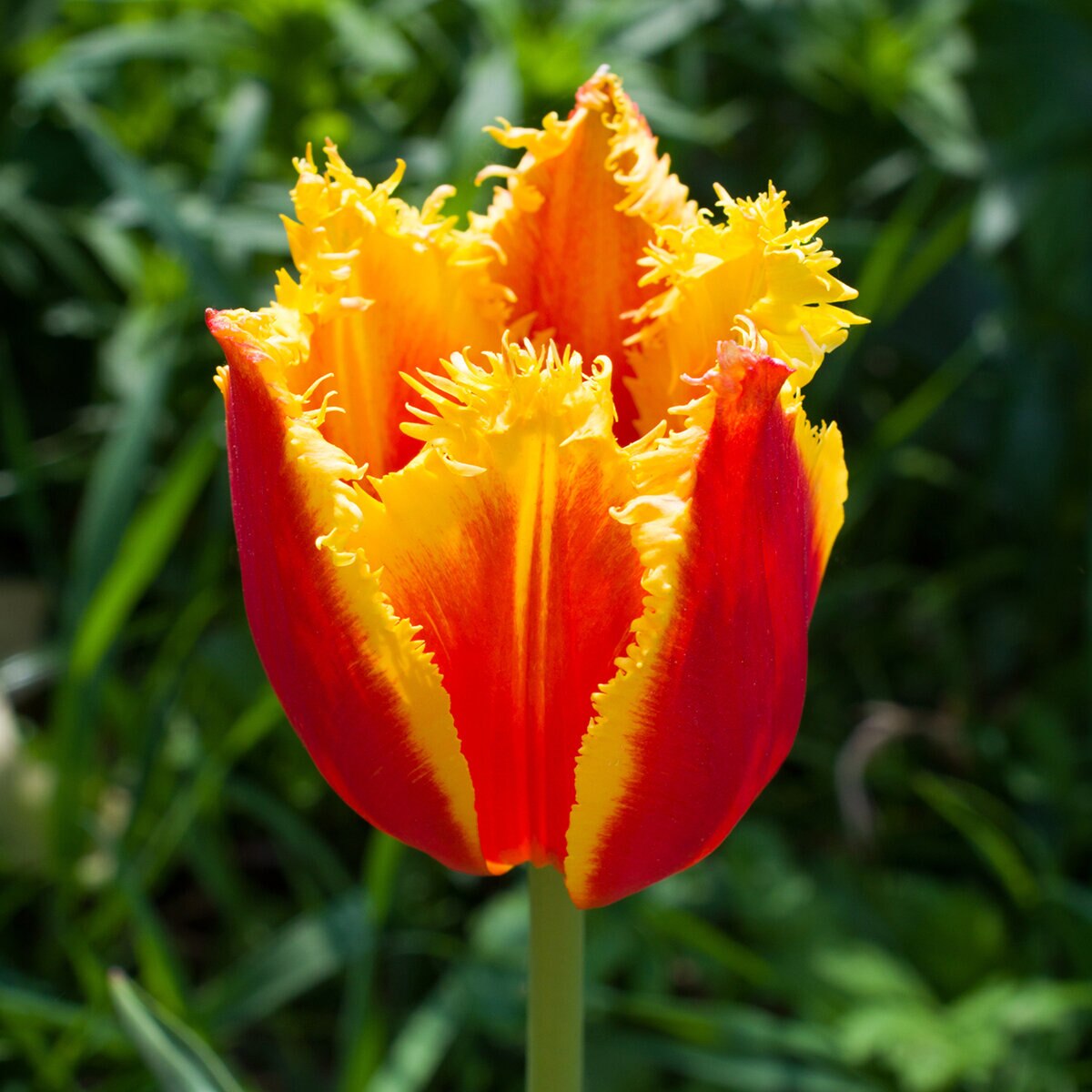 Tulipa Bulb Fringed Fabio Tulip | SiteOne US