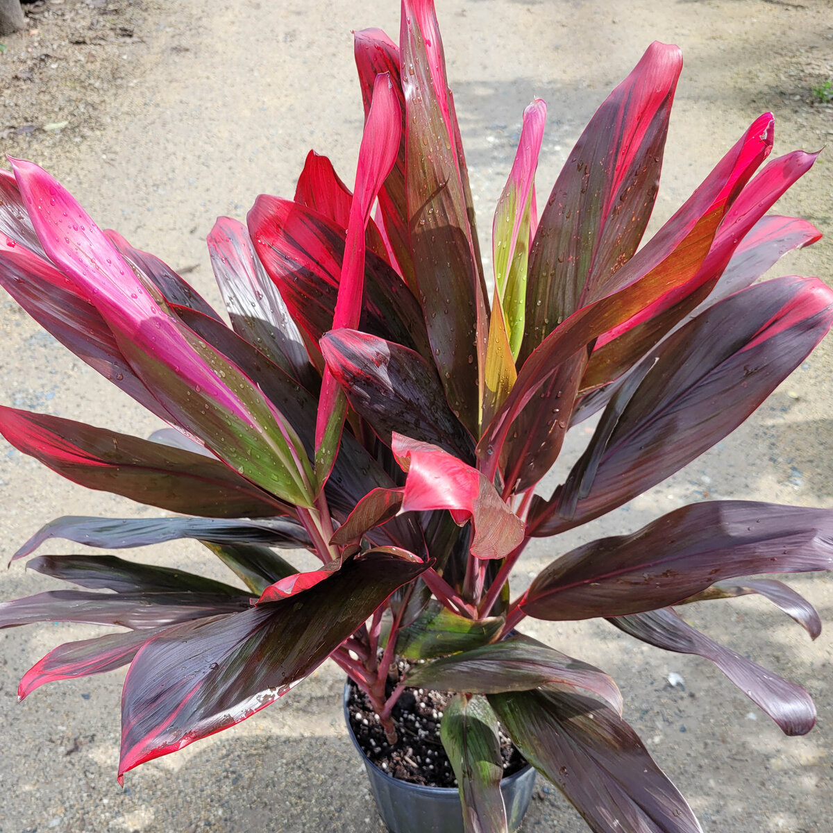 Cordyline fruticosa Florica Red Ti Plant | SiteOne US