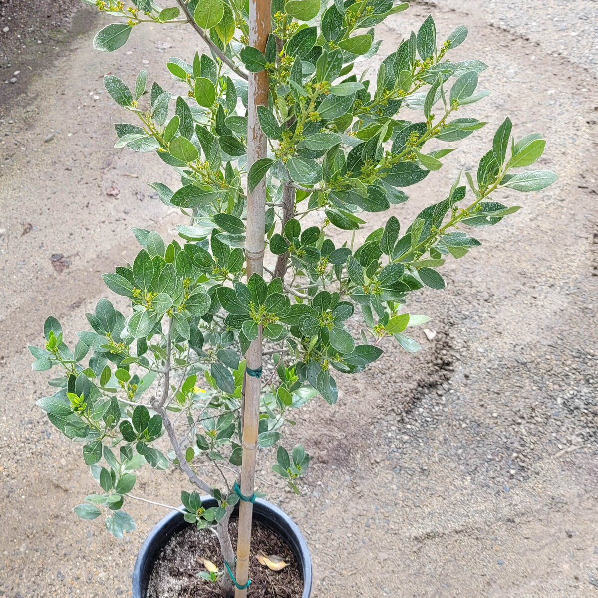 Rhamnus Alaternus John Edwards Italian Buckthorn | SiteOne US