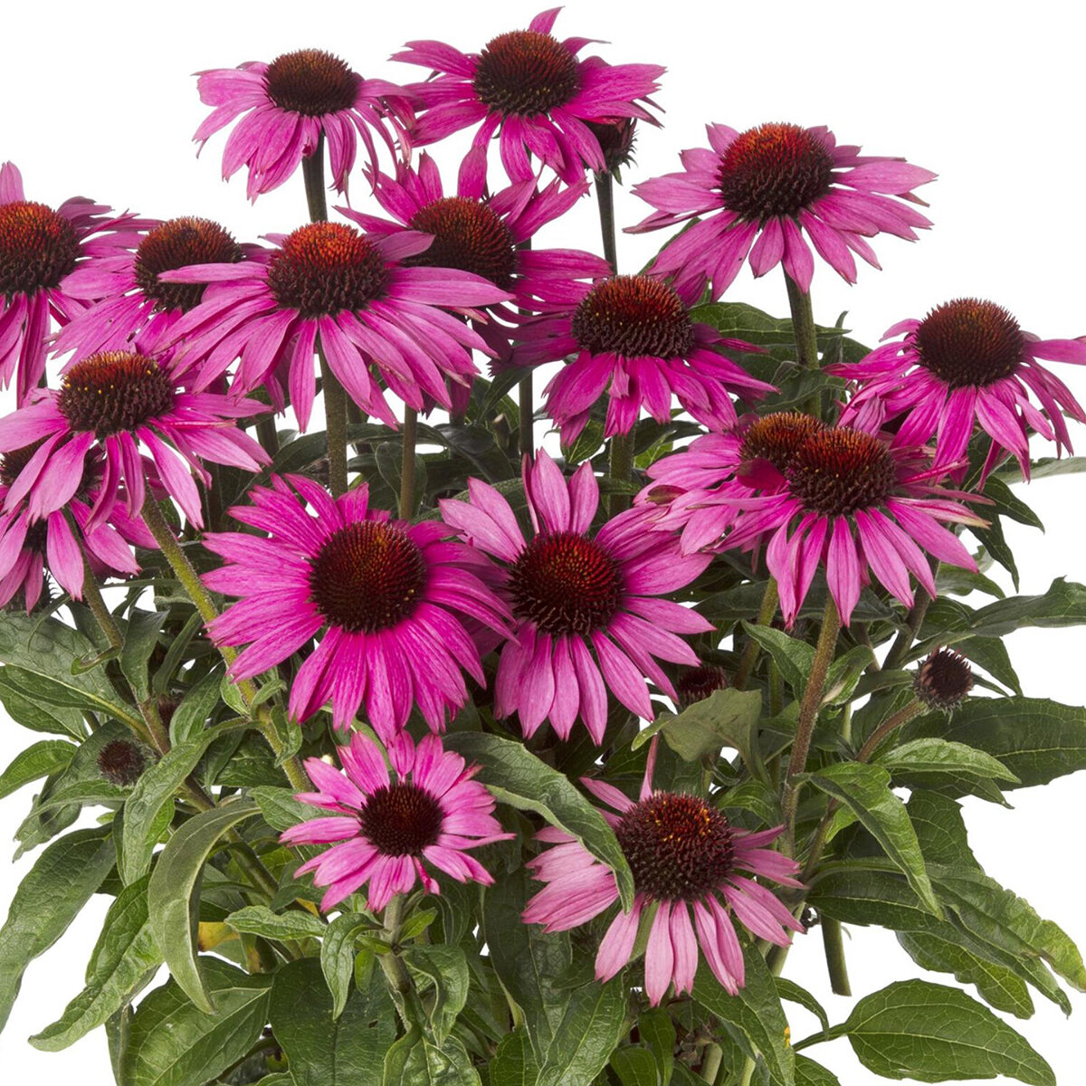 Echinacea Purpurea Prairie Splendor Compact Dark Rose C | SiteOne