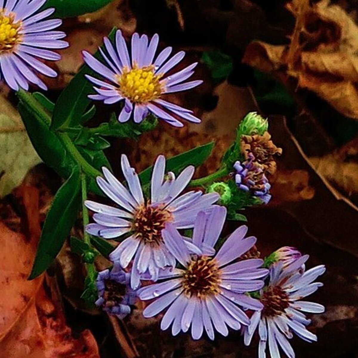 Aster Chilensis Aster | SiteOne US