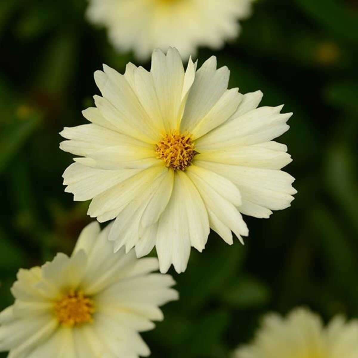 Coreopsis X UpTick Cream Tickseed | SiteOne