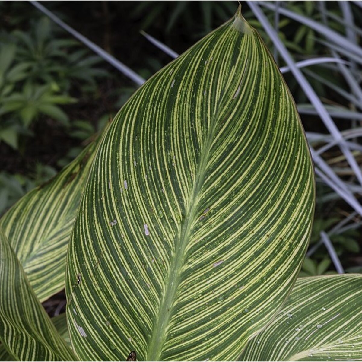 Canna X Hybrida Variegata Canna Lily | SiteOne US