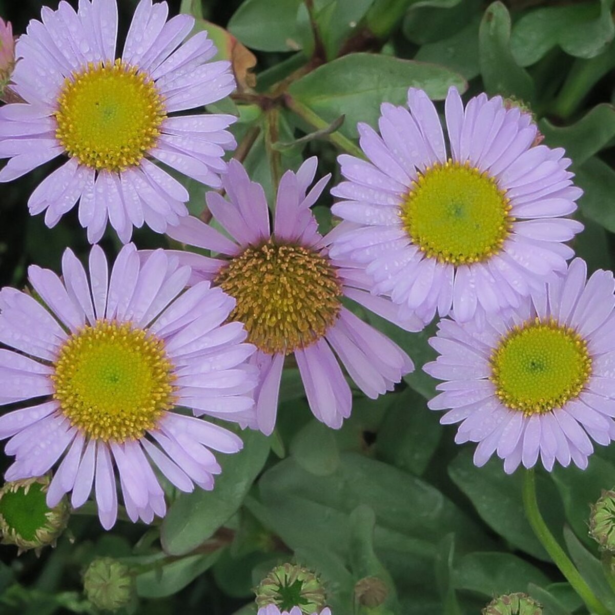 Erigeron X Glaucus Wayne Roderick Seaside Daisy | SiteOne