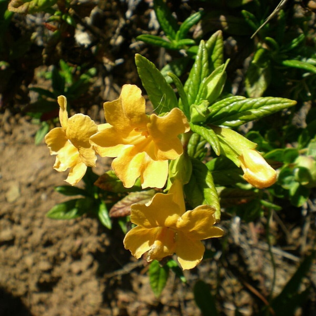 Diplacus Aurantiacus Sticky Monkey-Flower | SiteOne US