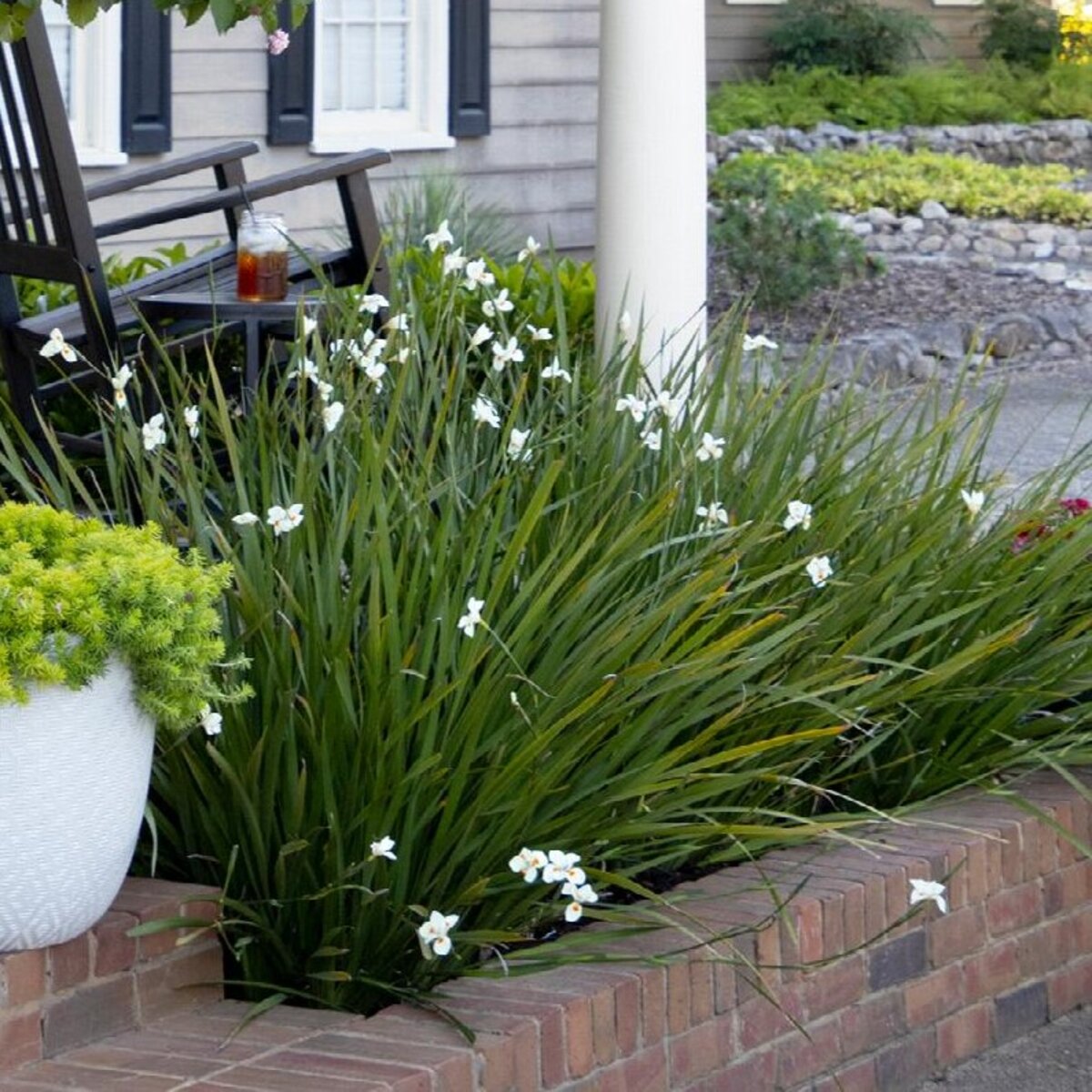 Dietes X Nola Alba Katrina Fortnight Lily | SiteOne US