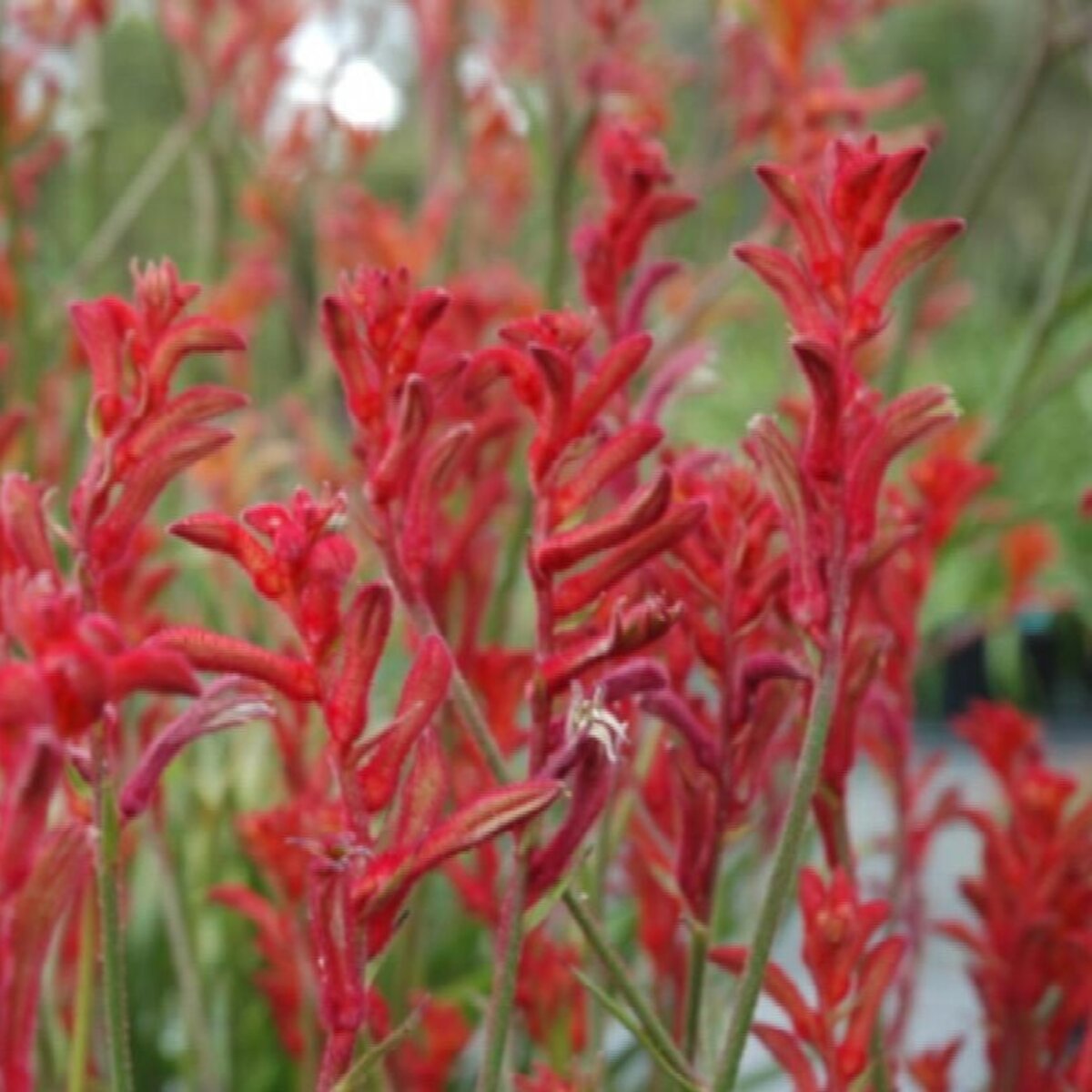 Anigozanthos X Bush Gems Bush Ballad Kangaroo Paws | SiteOne