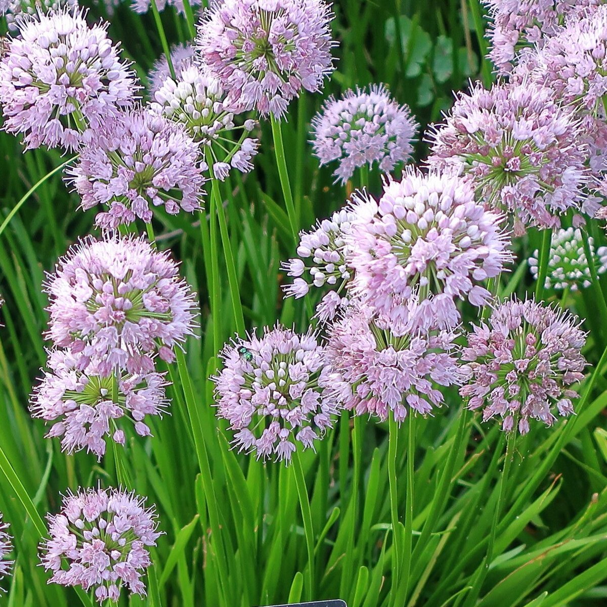 Allium Tanguticum Ornamental Onion | SiteOne US