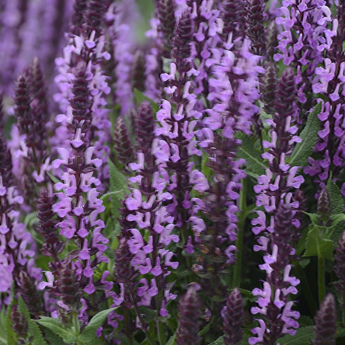 Salvia Nemorosa Profusion Pink Profusion Sage | SiteOne