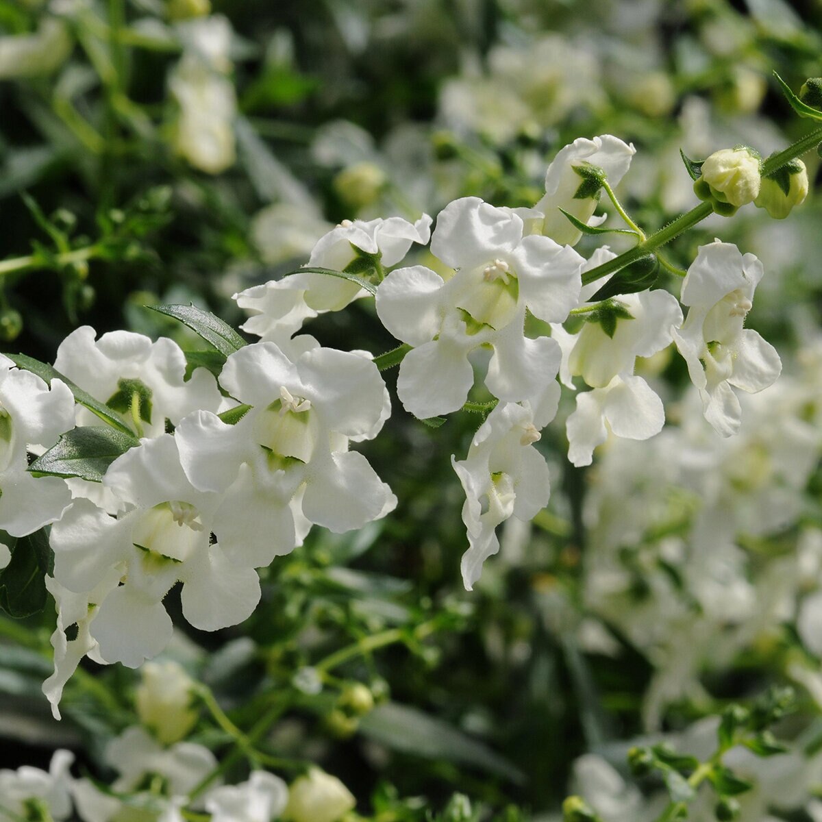 Angelonia Angustifolia AngelMist Spreading White Summer Snapdragon ...