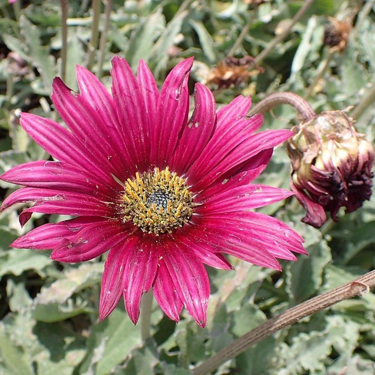 Arctotis Acaulis Big Magenta African Daisy | SiteOne