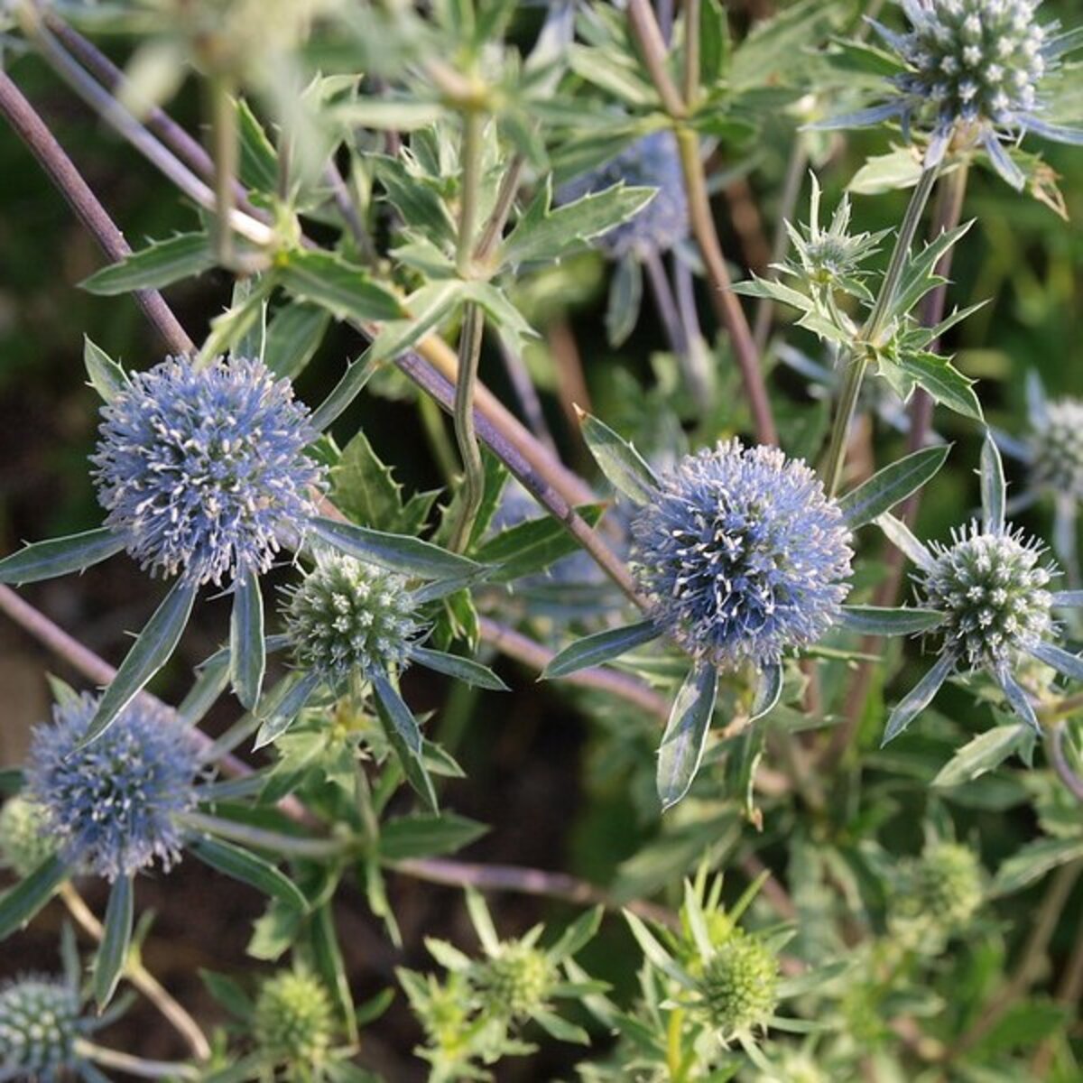 Eryngium Planum 'Blue Cap' Sea Holly | SiteOne