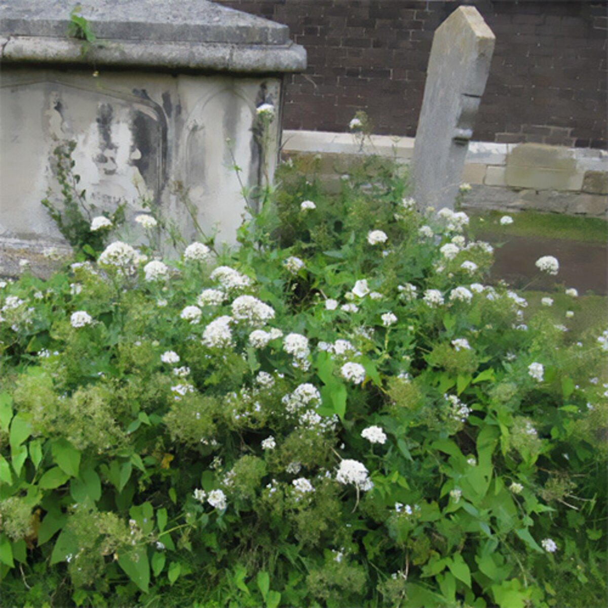 Centranthus Ruber Albus White -Flowered Red Valerian | SiteOne