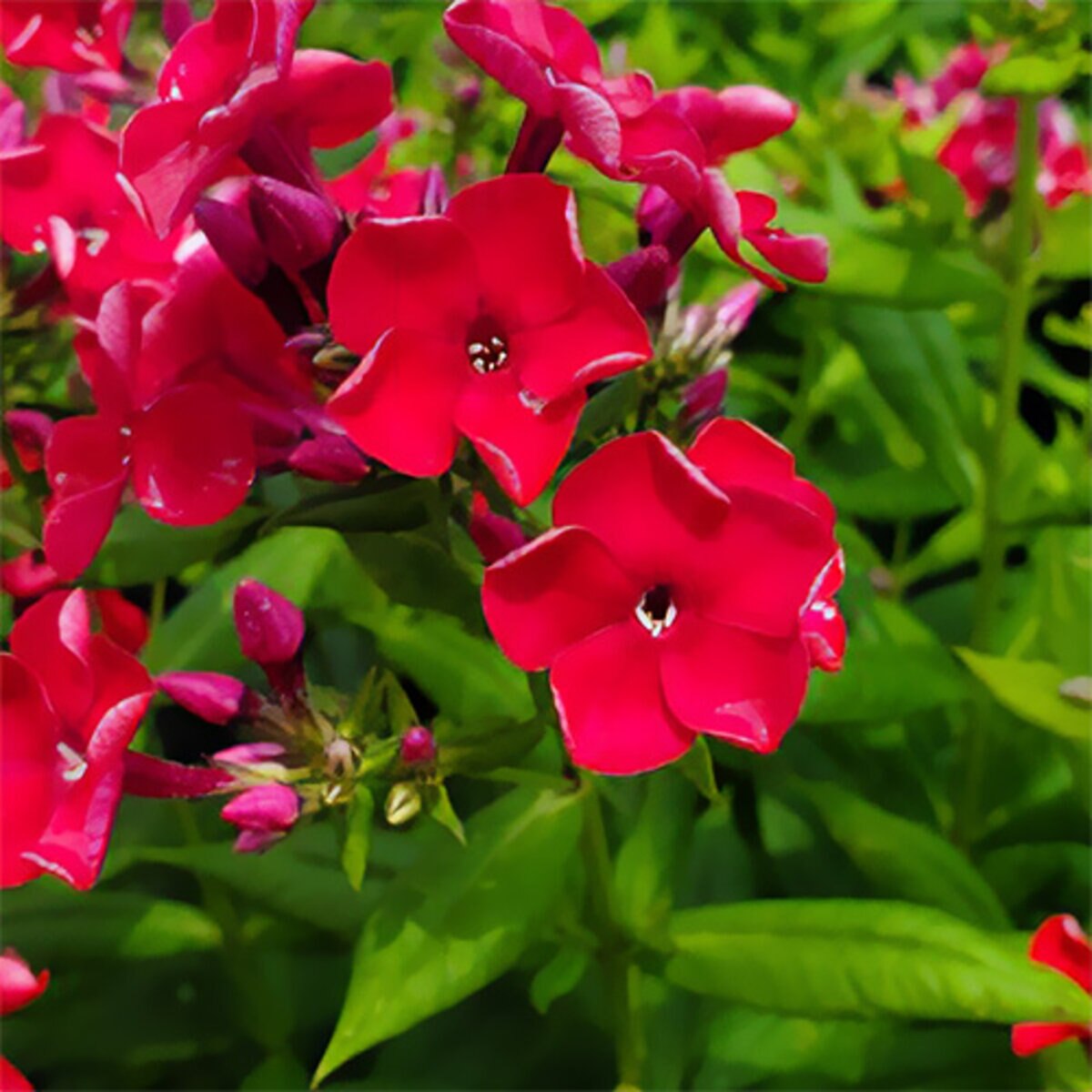 Phlox Paniculata Volcano Red Phlox | SiteOne US