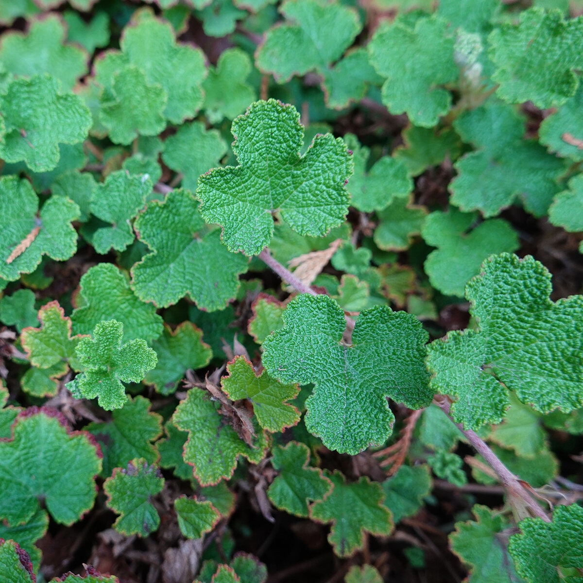 Rubus Calycinoides Creeping Raspberry | SiteOne US