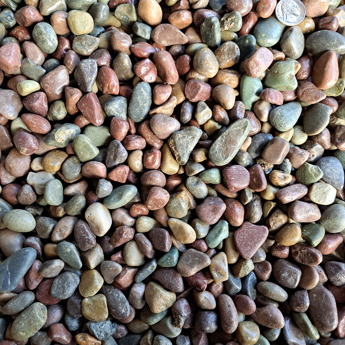Bulk Rainbow Red River Pebbles (Pami) 3/4 in | SiteOne US