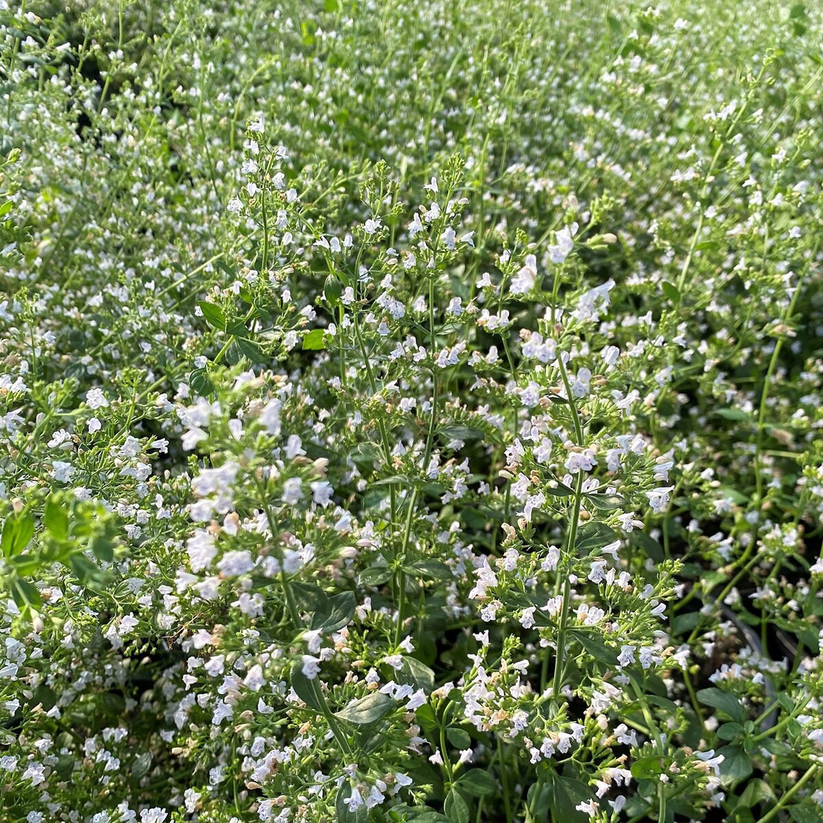 Calamintha Nepeta subsp. Nepeta Calamint | SiteOne US