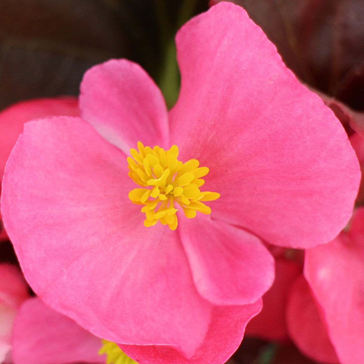 Begonia X Semperflorens-Cultorum Senator iQ Deep Rose Bronze Leaf ...