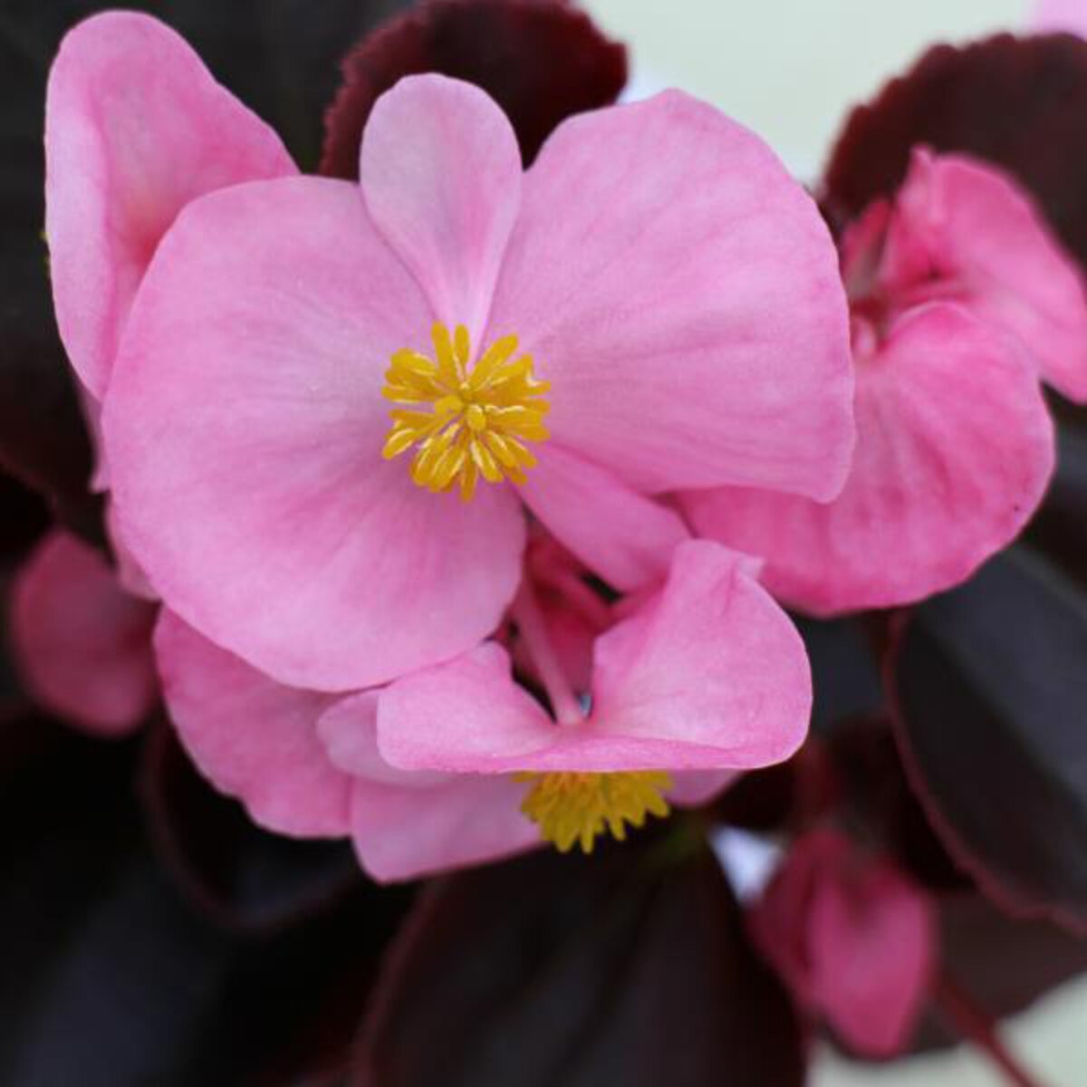 Begonia X Semperflorens-Cultorum Senator IQ Pink Bronze Leaf Begonia ...