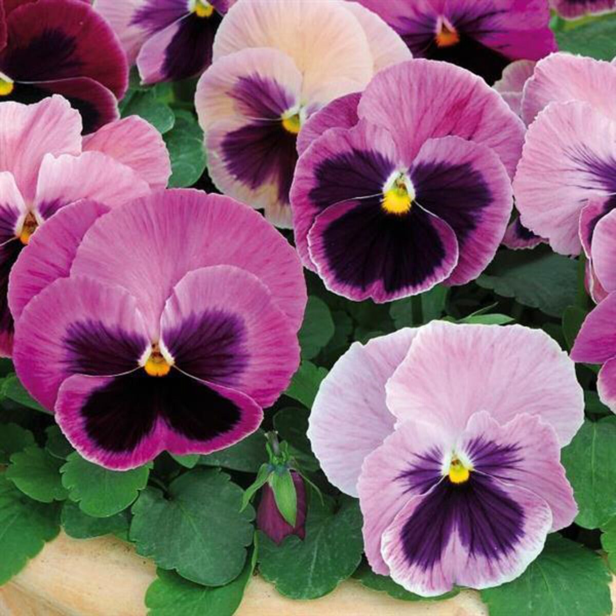 Viola X Wittrockiana Spring Matrix Pink Shades Pansy | SiteOne US