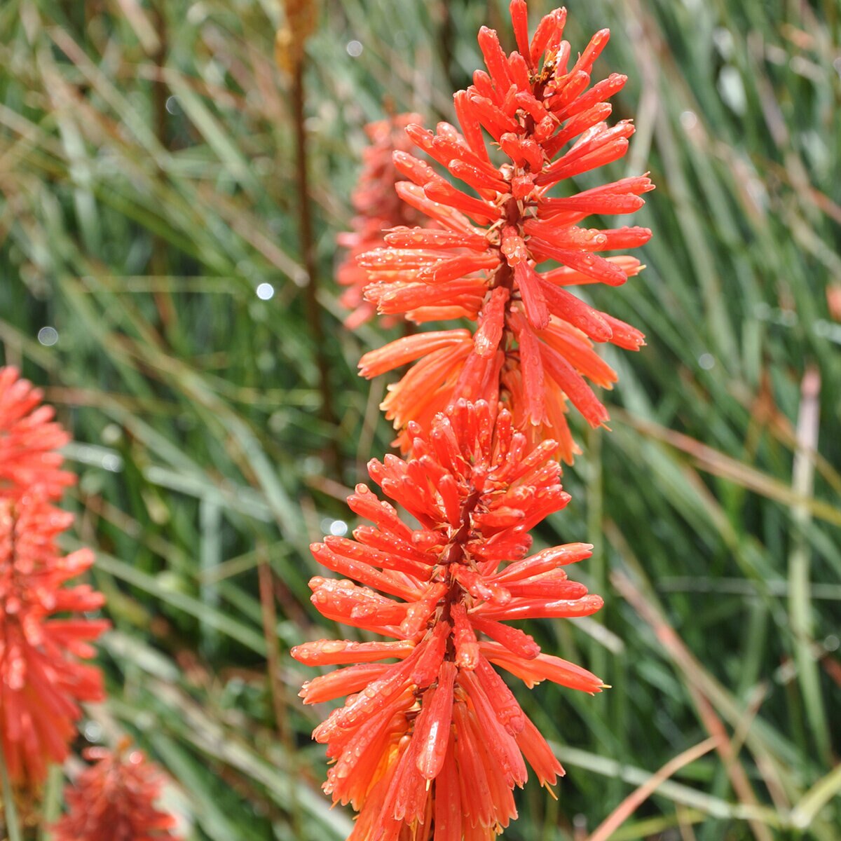 Kniphofia Nancys Red Red Hot Poker | SiteOne US