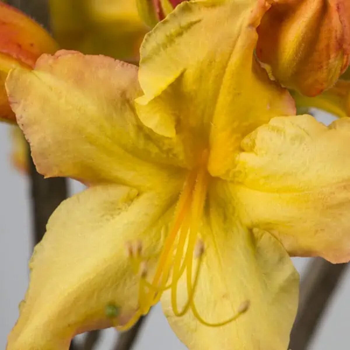 Rhododendron X Sunbow Solar Flare Azalea | SiteOne US