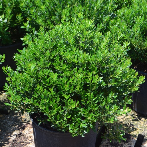 Ilex Glabra Forever Emerald Inkberry Holly | SiteOne