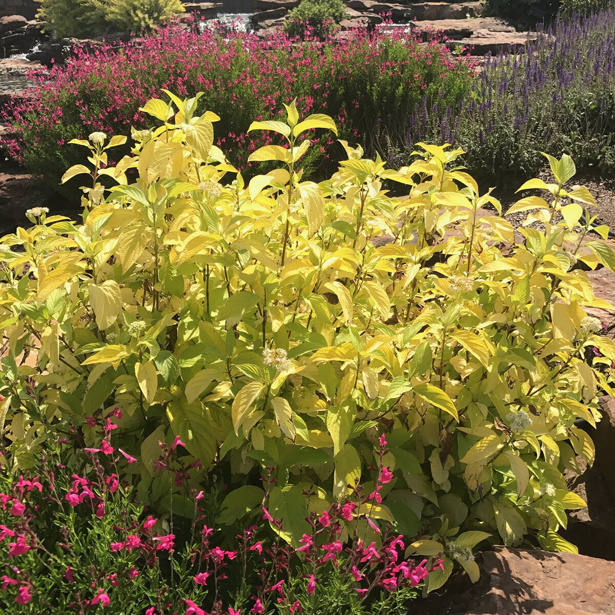 Cornus Hessei Garden Glow Dogwood | SiteOne US