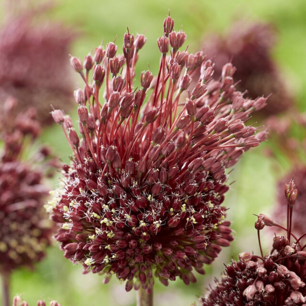 Allium Bulb Red Mohican Ornamental Onion | SiteOne US