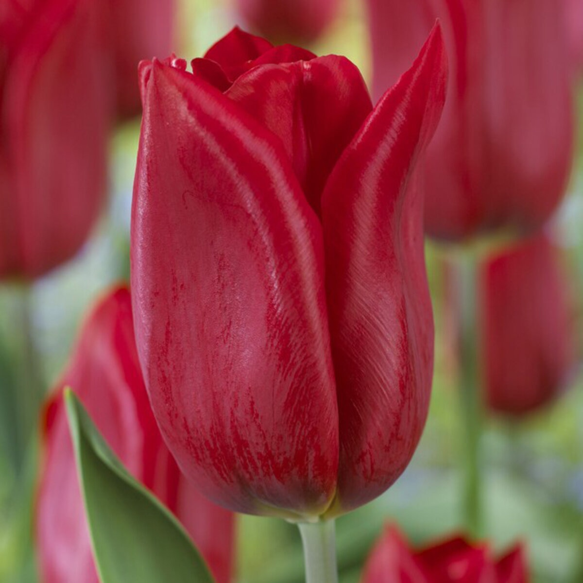 Tulipa Bulb Triumph Strong Love Tulip | SiteOne US