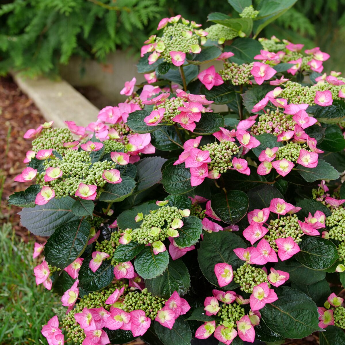 Hydrangea Serrata Tuff Stuff Top Fun Lacecap Hydrangea | SiteOne US