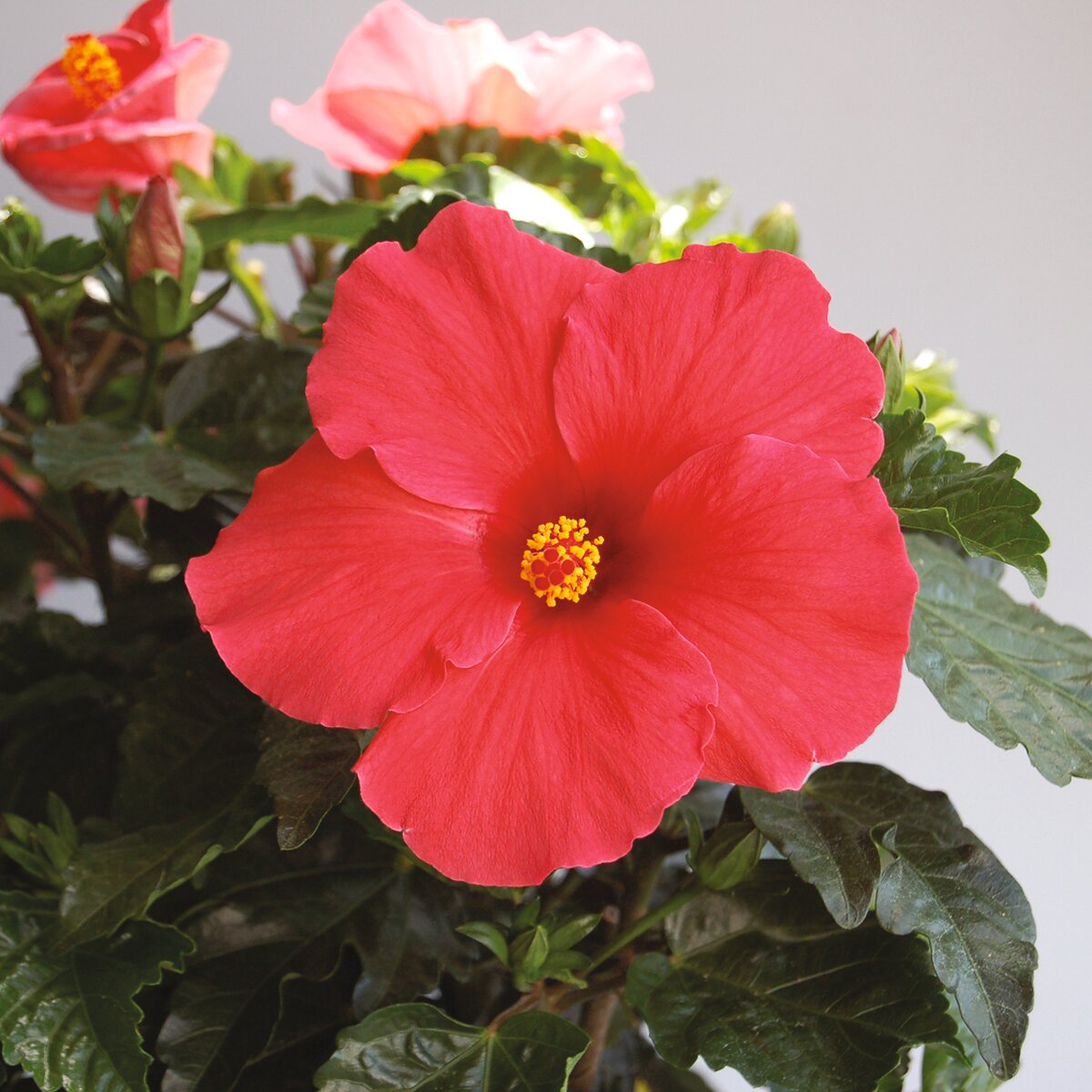 Hibiscus Rosa-Sinensis Tradewinds Antigua Wind Tropical Hibiscus ...