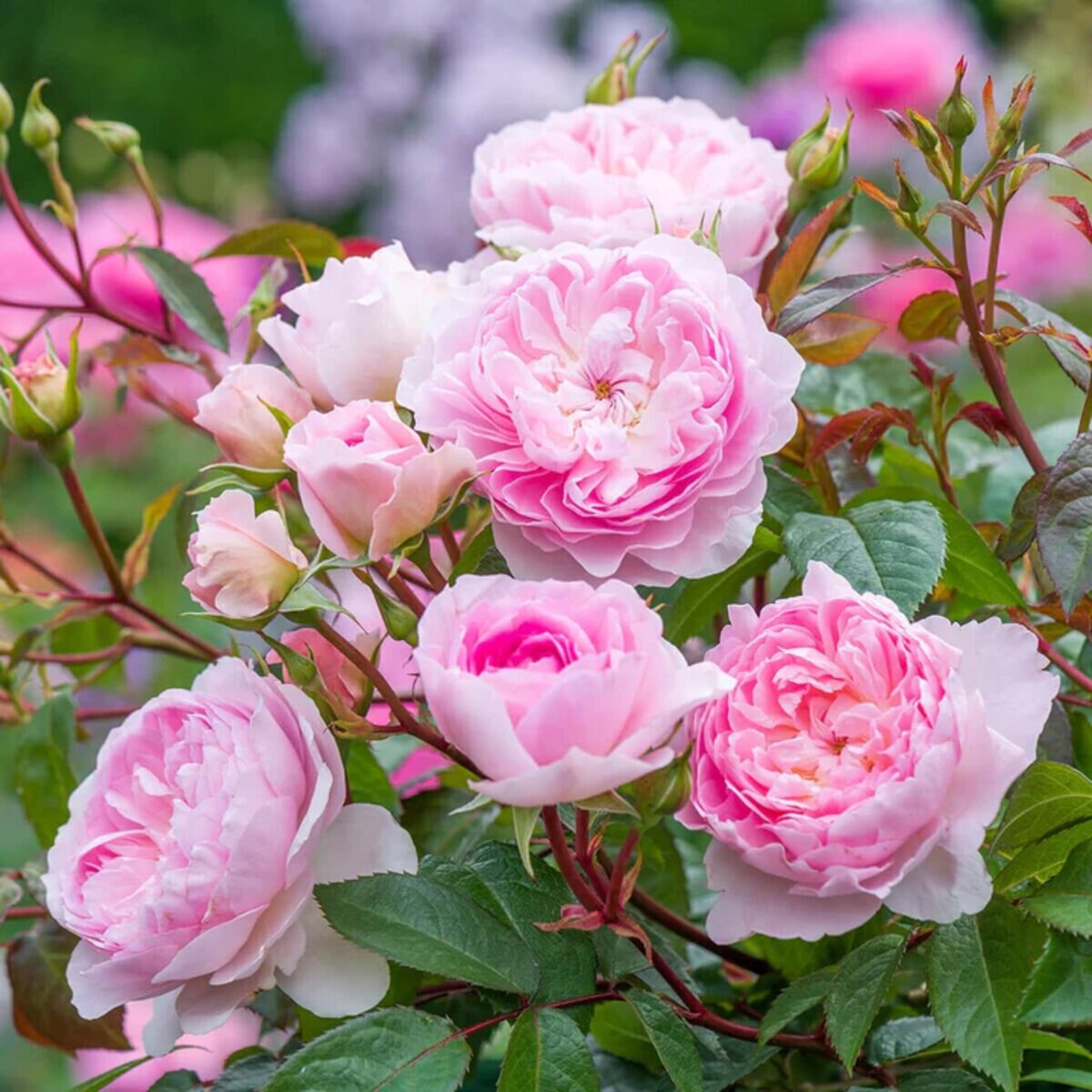 Rosa X Silas Marner David Austin English Shrub Rose | SiteOne US