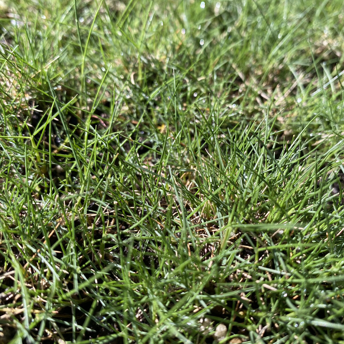 Zoysia Tenuifolia Korean Grass | SiteOne US