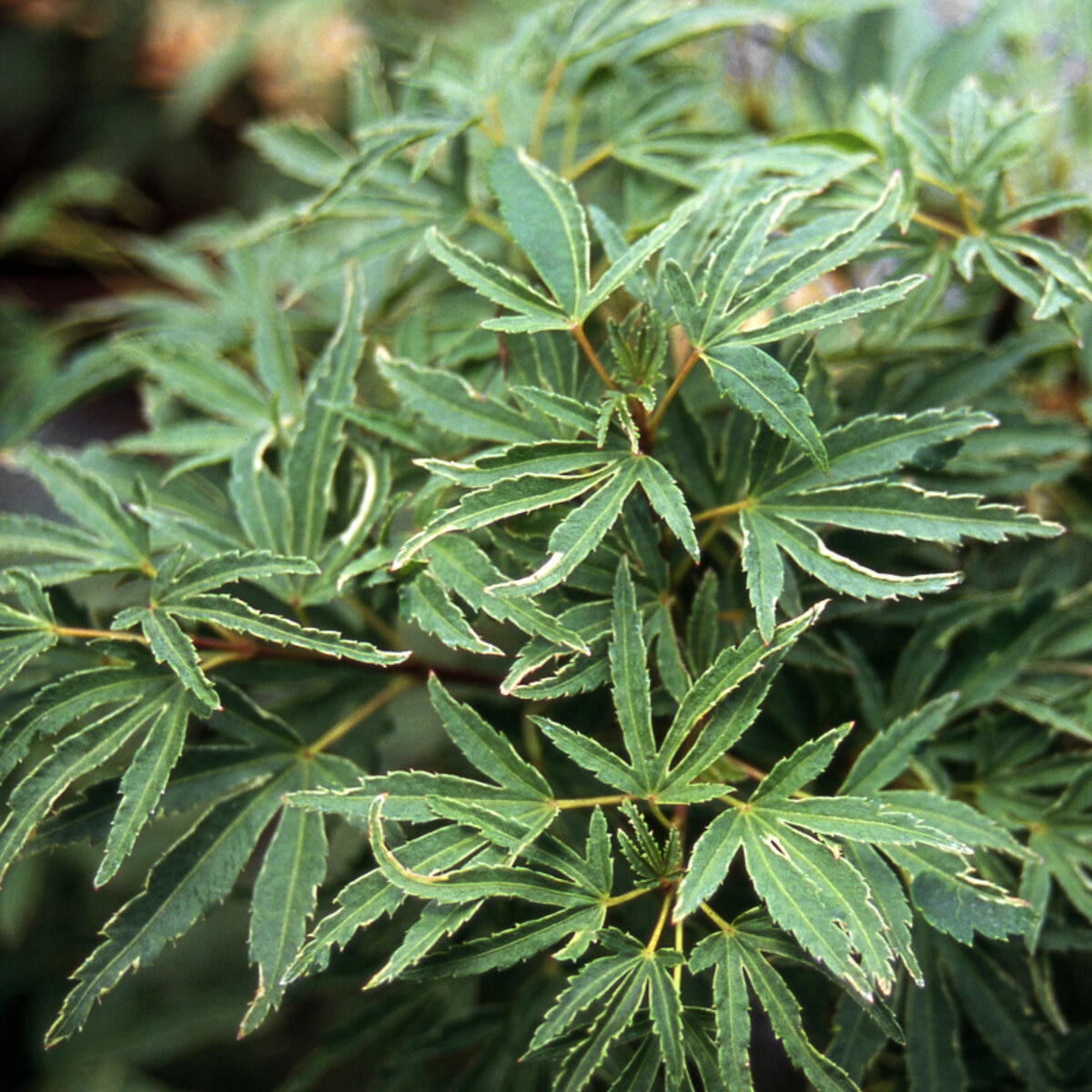 Acer Palmatum Tennyo-no-hoshi Japanese Maple | SiteOne US