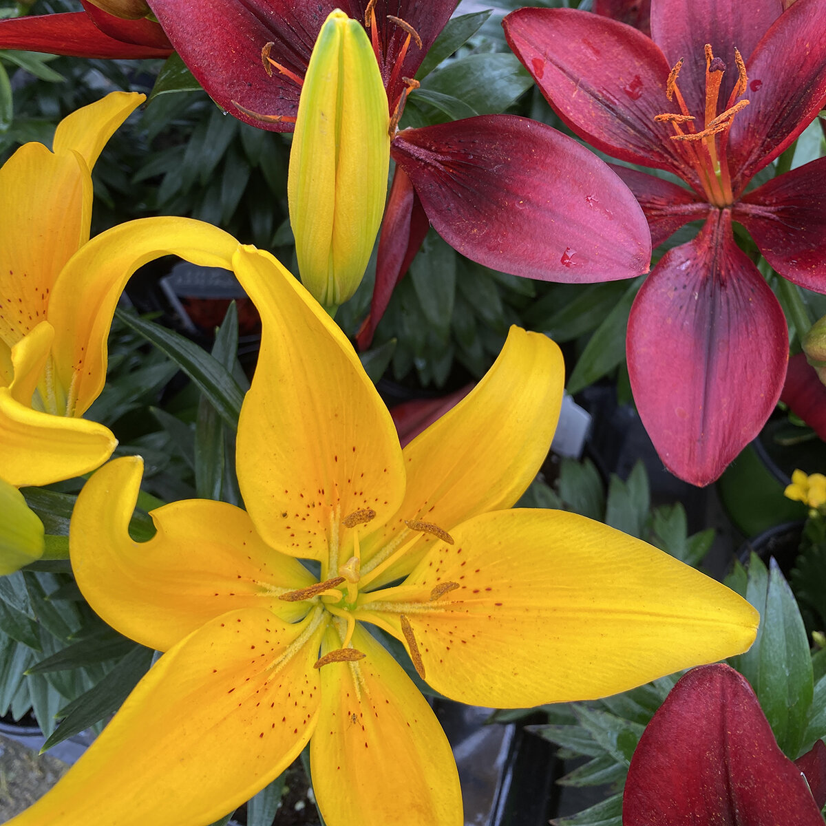 Lilium Asiatica Asiatic Lily | SiteOne US
