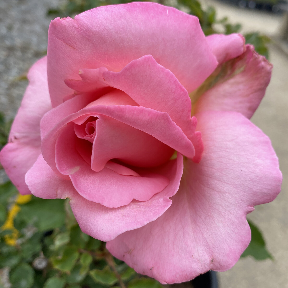 Rosa X Tiffany Hybrid Tea Rose | SiteOne