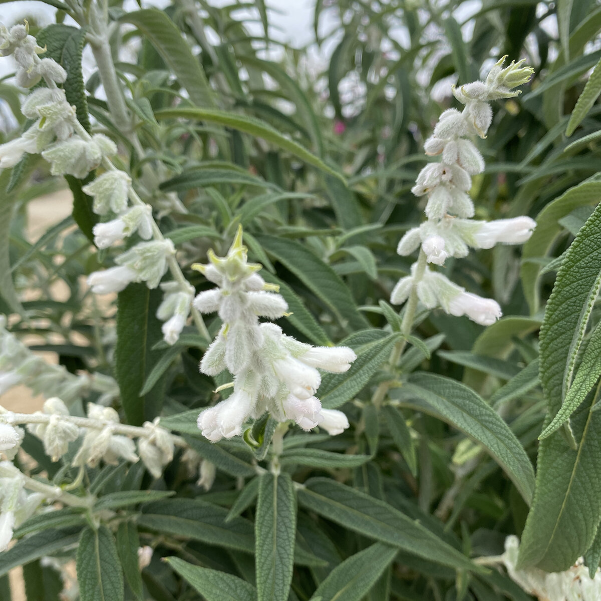 Salvia Leucantha White Mischief Mexican Bush Sage | SiteOne US