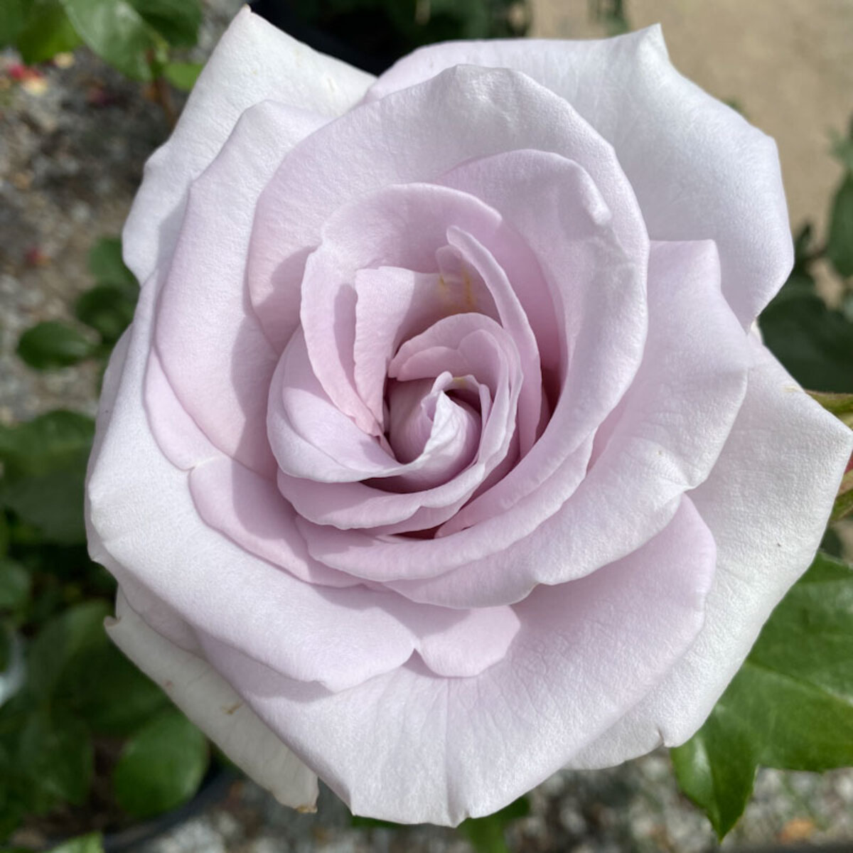 Rosa X Sterling Silver Hybrid Tea Rose | SiteOne US