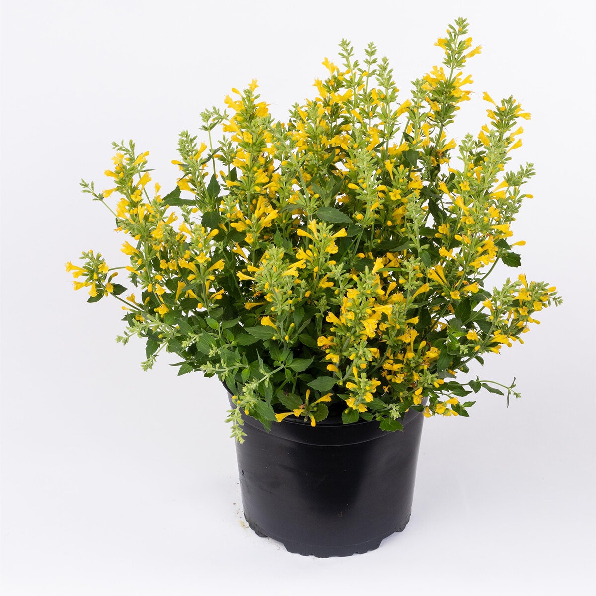 Agastache X Betterbuzz Amber Hyssop | SiteOne US