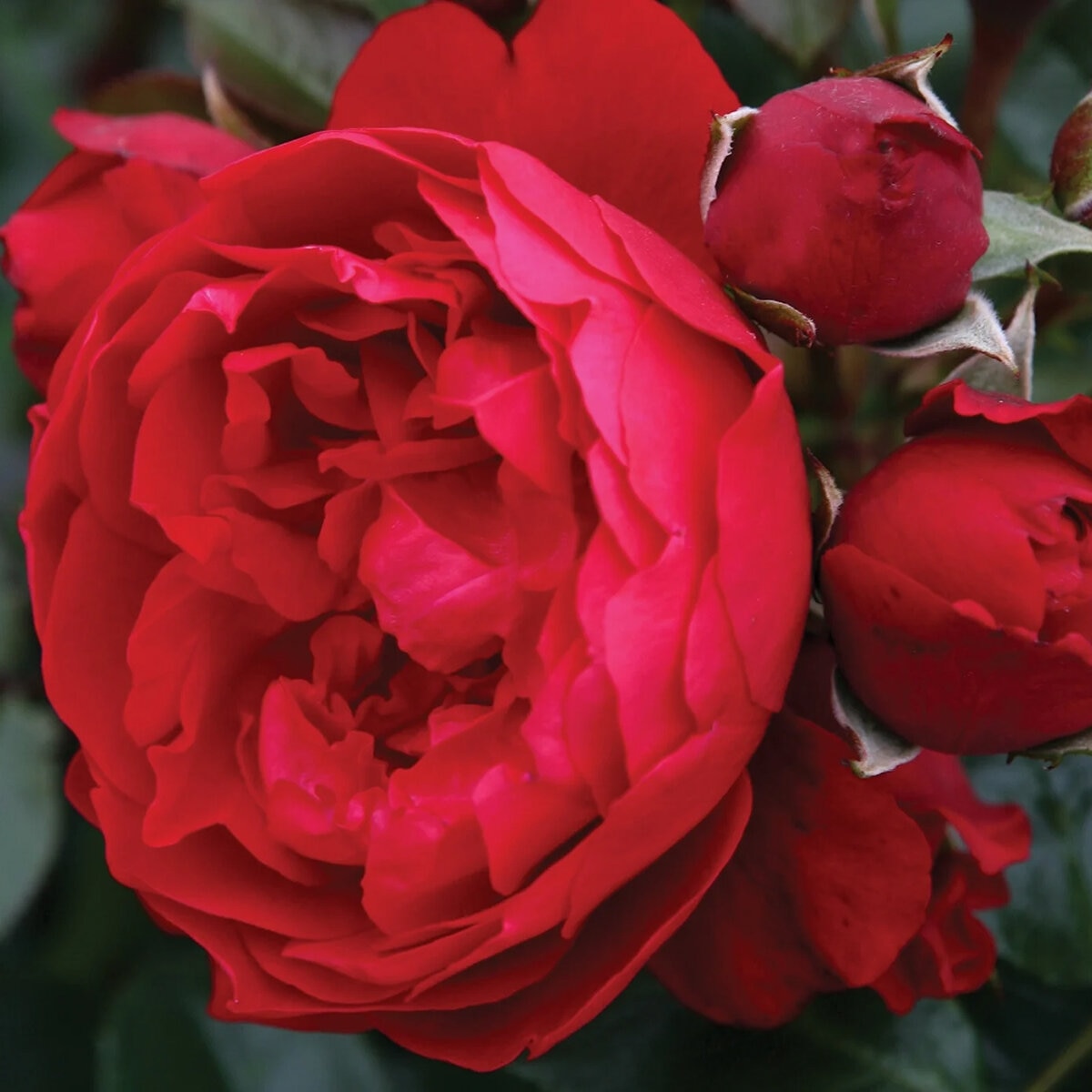 Rosa X Arborose Florentina Climbing Rose | SiteOne