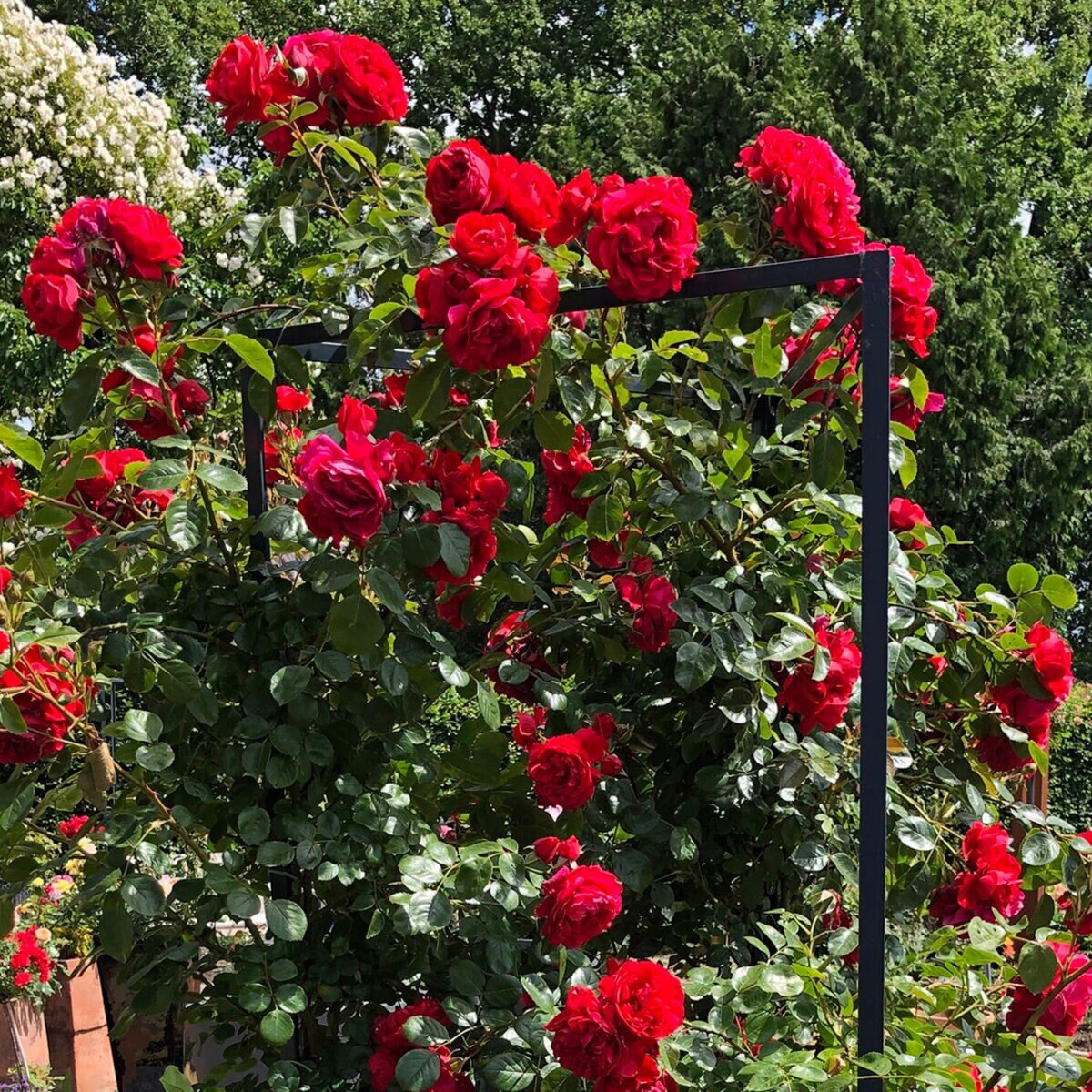 Rosa X Arborose Florentina Climbing Rose | SiteOne