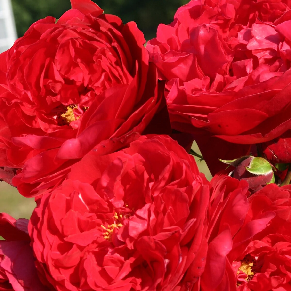 Rosa X Arborose Florentina Climbing Rose | SiteOne US