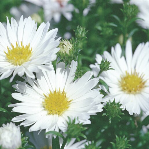 Aster Novi-Belgii Puff White New York Aster | SiteOne